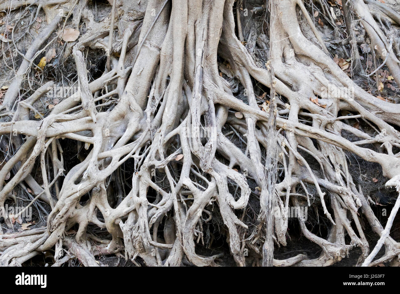 Brazil, Mato Grosso, The Pantanal. Exposed tree roots along the banks ...