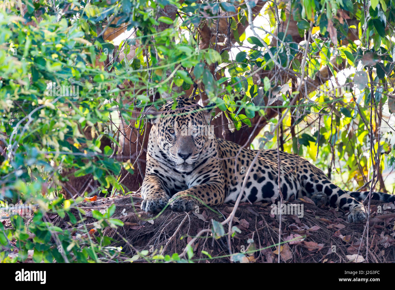 Brazil, Mato Grosso, The Pantanal, Rio Cuiaba, jaguar, (Panthera onca ...