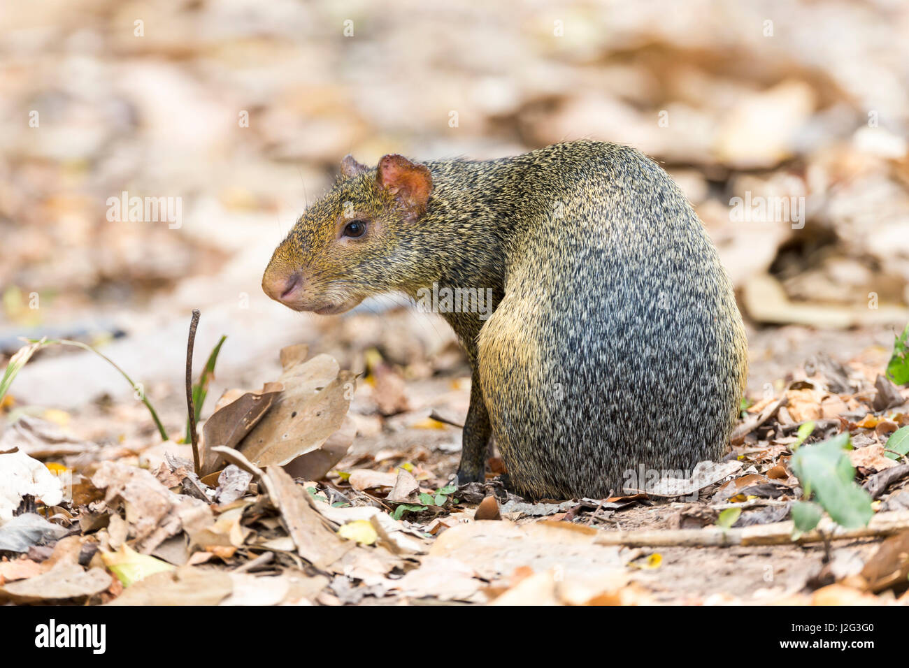 Brazil, Mato Grosso, The Pantanal, azara's agouti, (Dasyprocta azarae ...