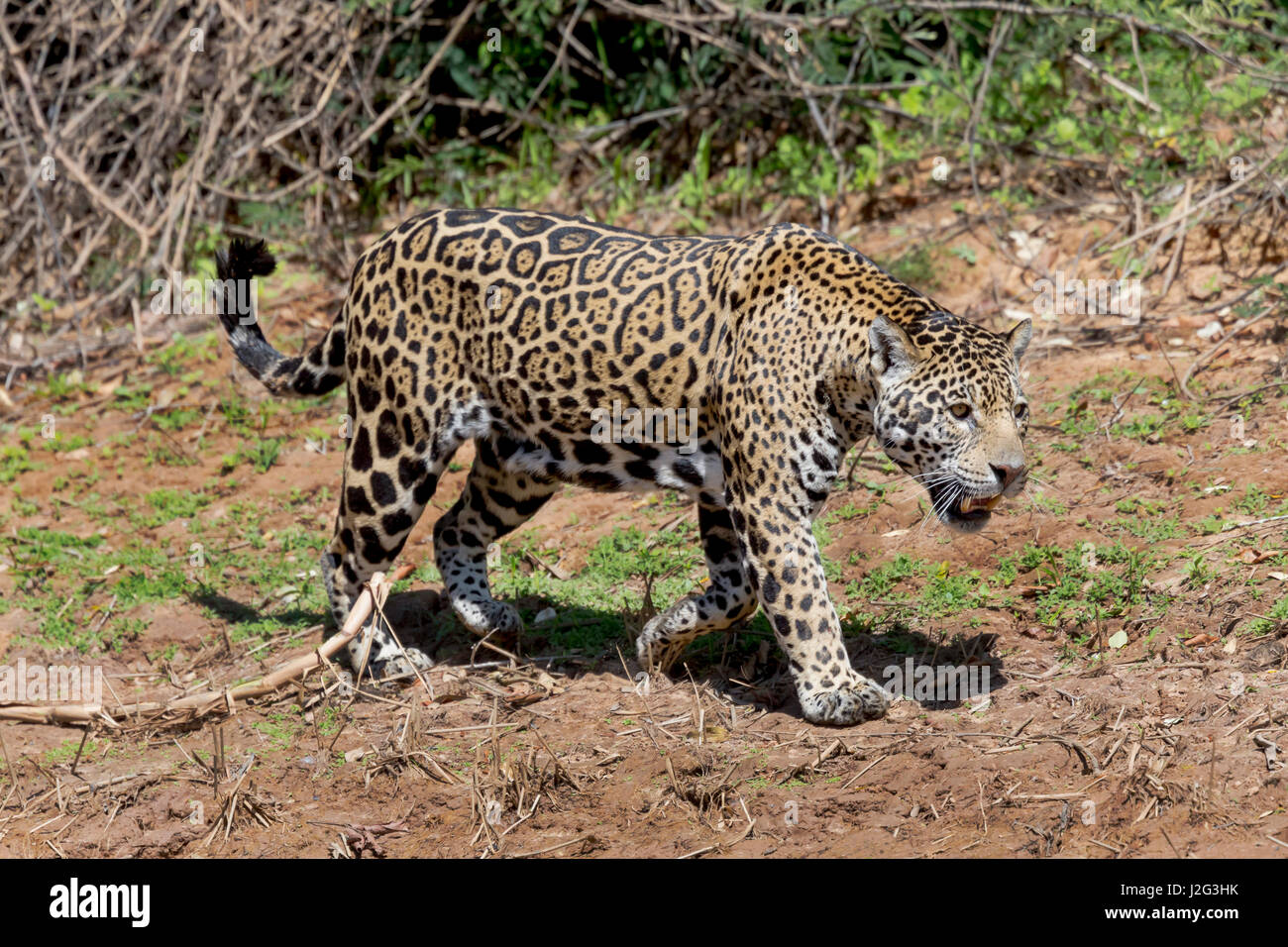 Brazil, Mato Grosso, The Pantanal, Cuiaba River, jaguar (Panthera onca ...