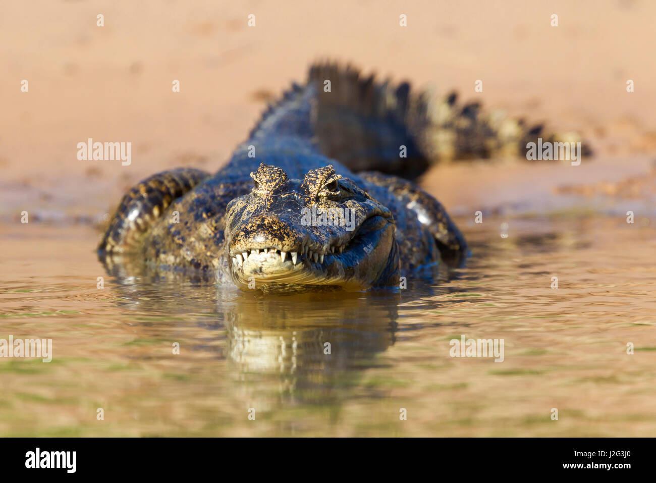 Black caiman habitat hi-res stock photography and images - Alamy