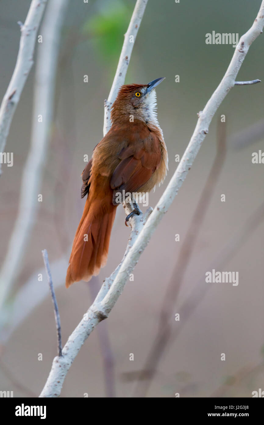 Brazil, Mato Grosso, The Pantanal, greater thornbird (Phacellodomus ...