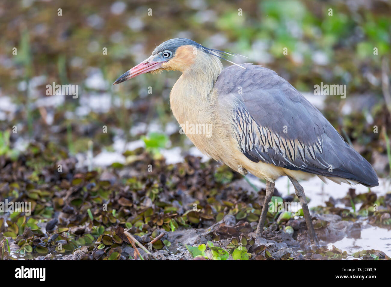 Brazil, Mato Grosso, The Pantanal, whistling heron (Syrigma sibilatrix ...