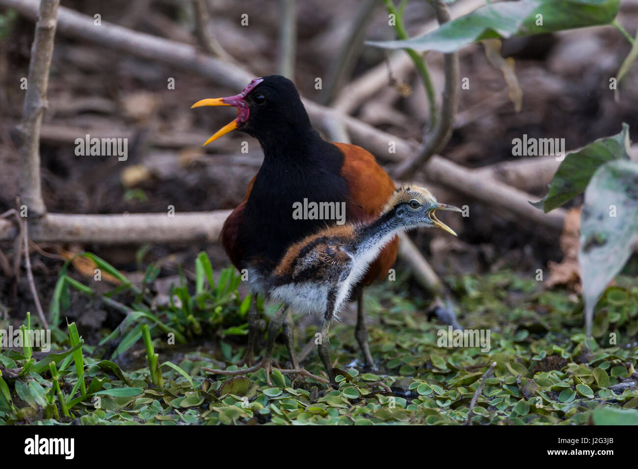Brazil, Mato Grosso, The Pantanal, Wattled jacana (Jacana jacana ...