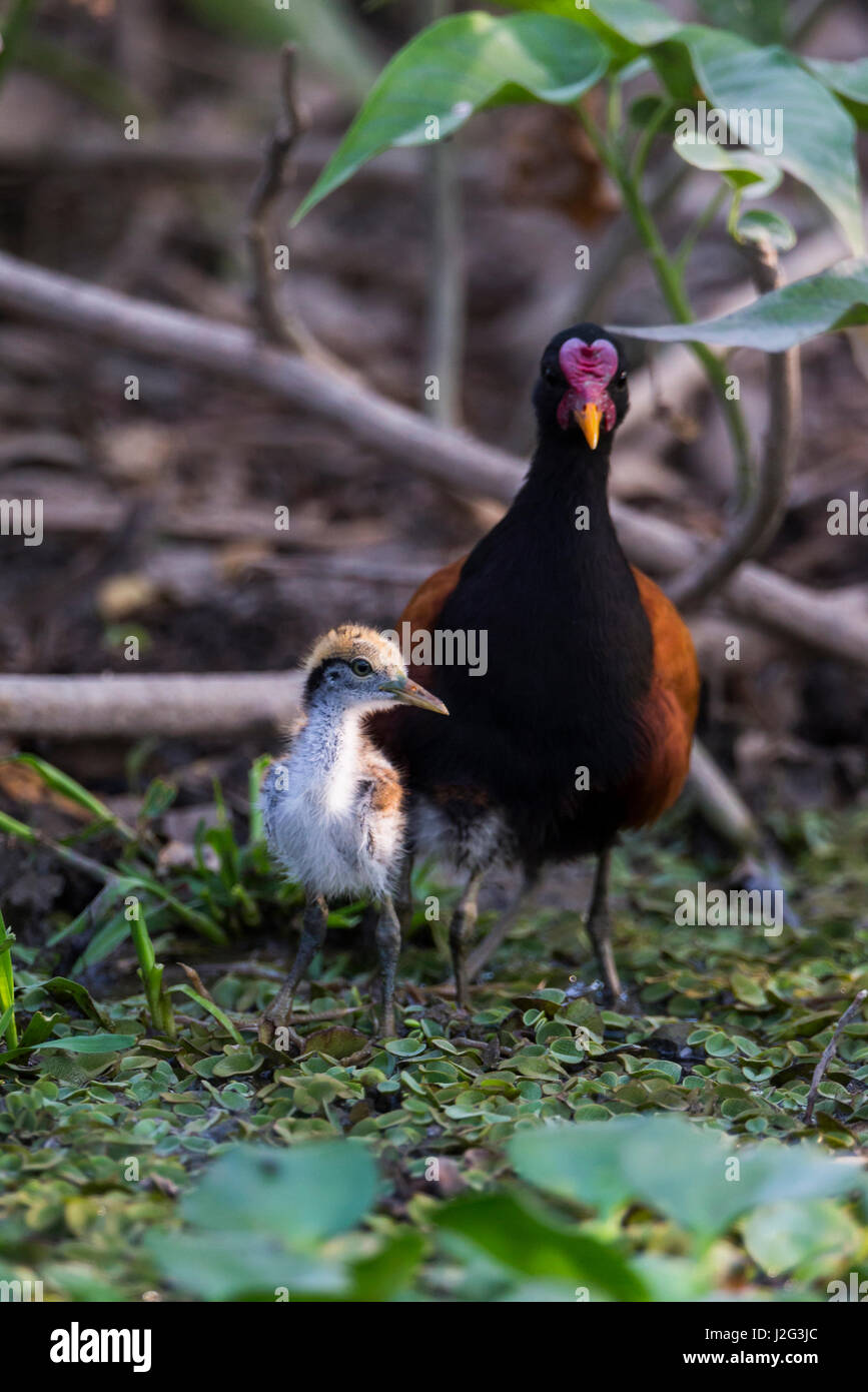 Brazil, Mato Grosso, The Pantanal, Wattled jacana (Jacana jacana ...