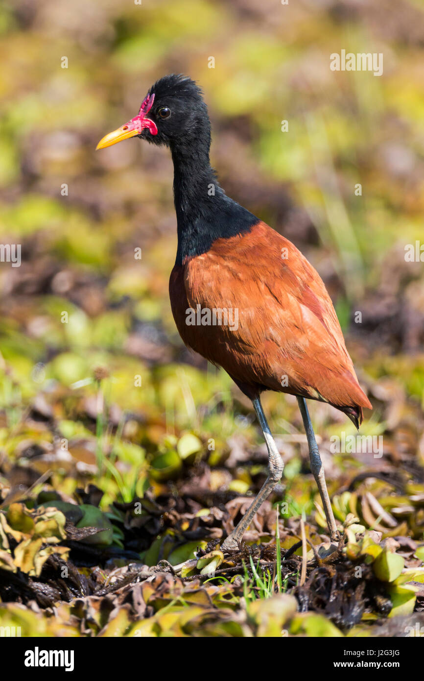 Brazil, Mato Grosso, The Pantanal, Wattled jacana (Jacana jacana ...