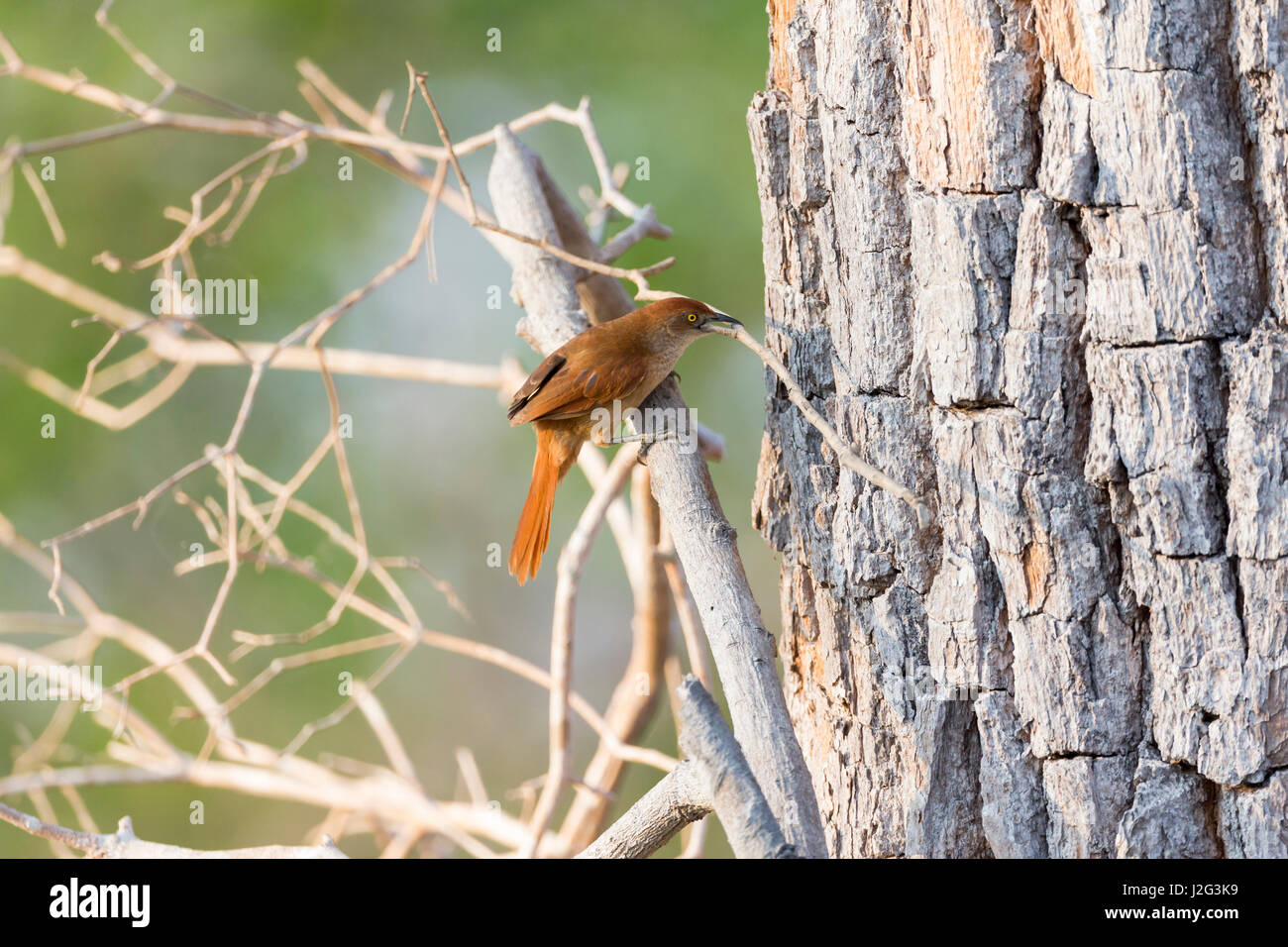 Brazil, Mato Grosso, The Pantanal, greater thornbird (Phacellodomus ...