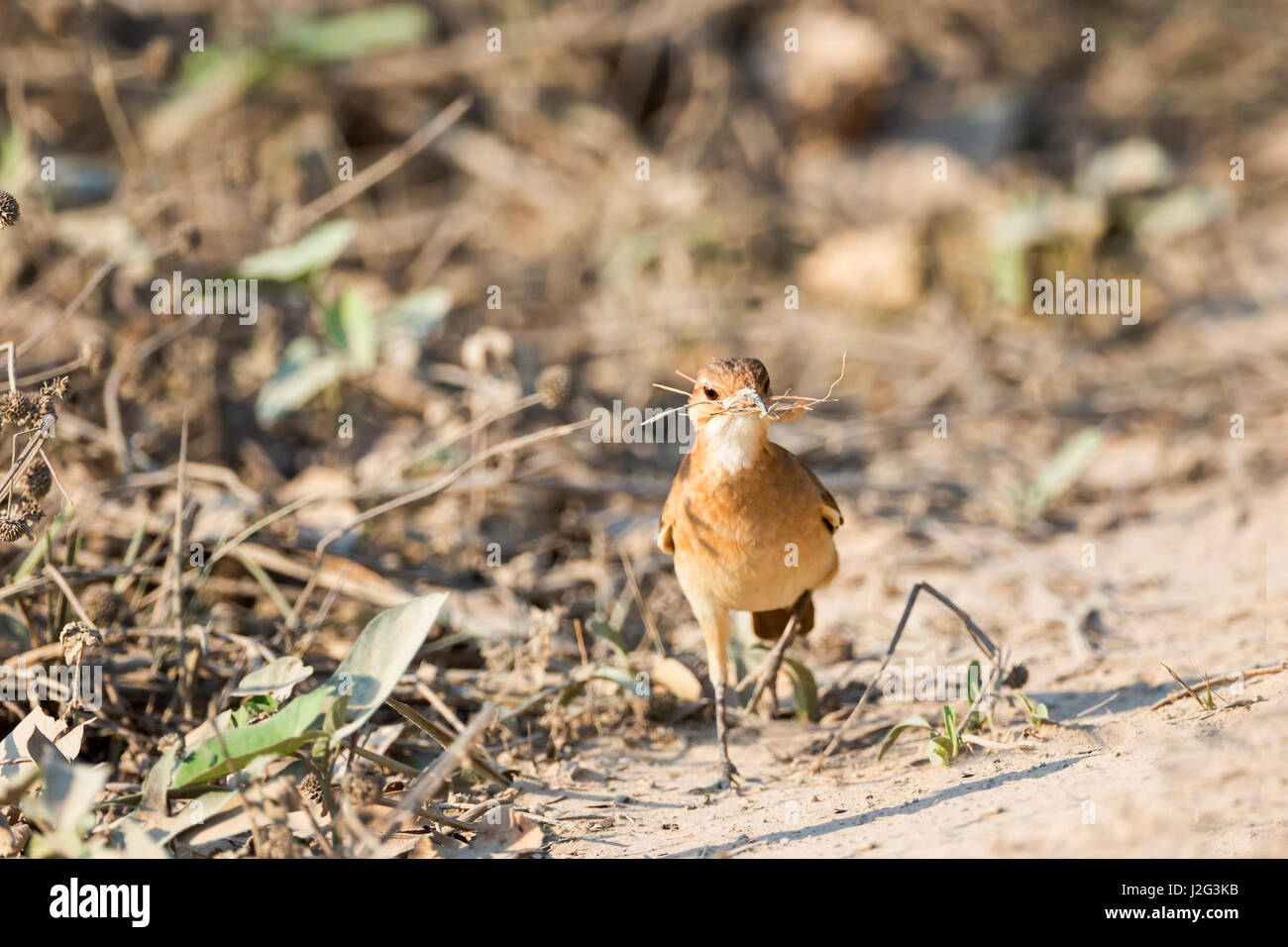 Brazil, Mato Grosso, The Pantanal, rufous hornero (Furnarius rufus ...