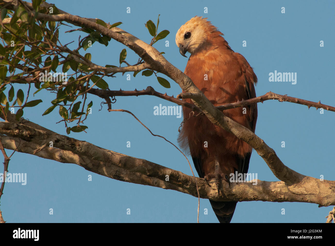 Brazil, Pantanal, Black-collared Hawk (Busarellus nigricollis) looking ...