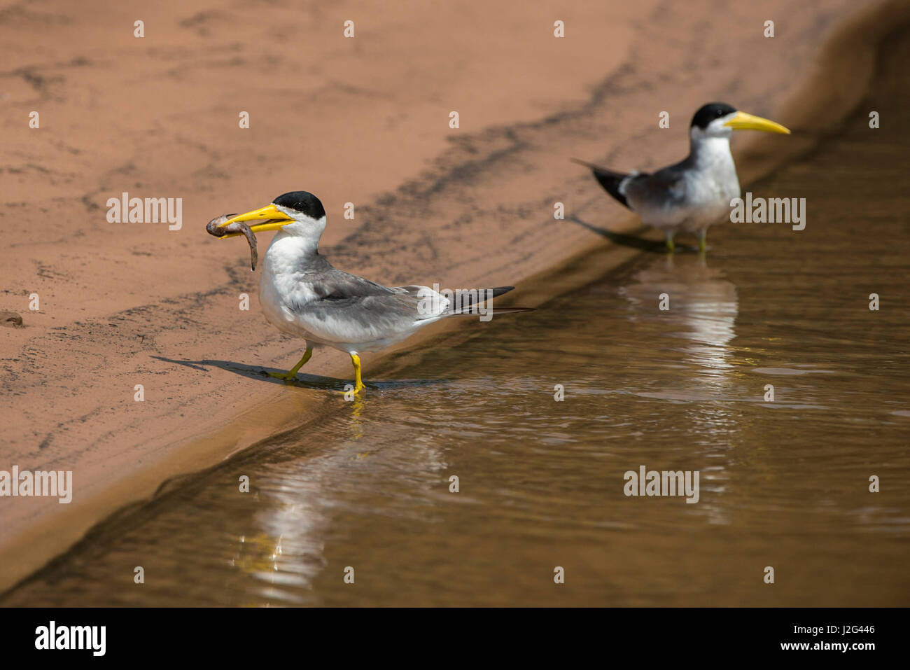 Large-billed Tern (Phaetusa simplex) Northern Pantanal, Mato Grosso ...