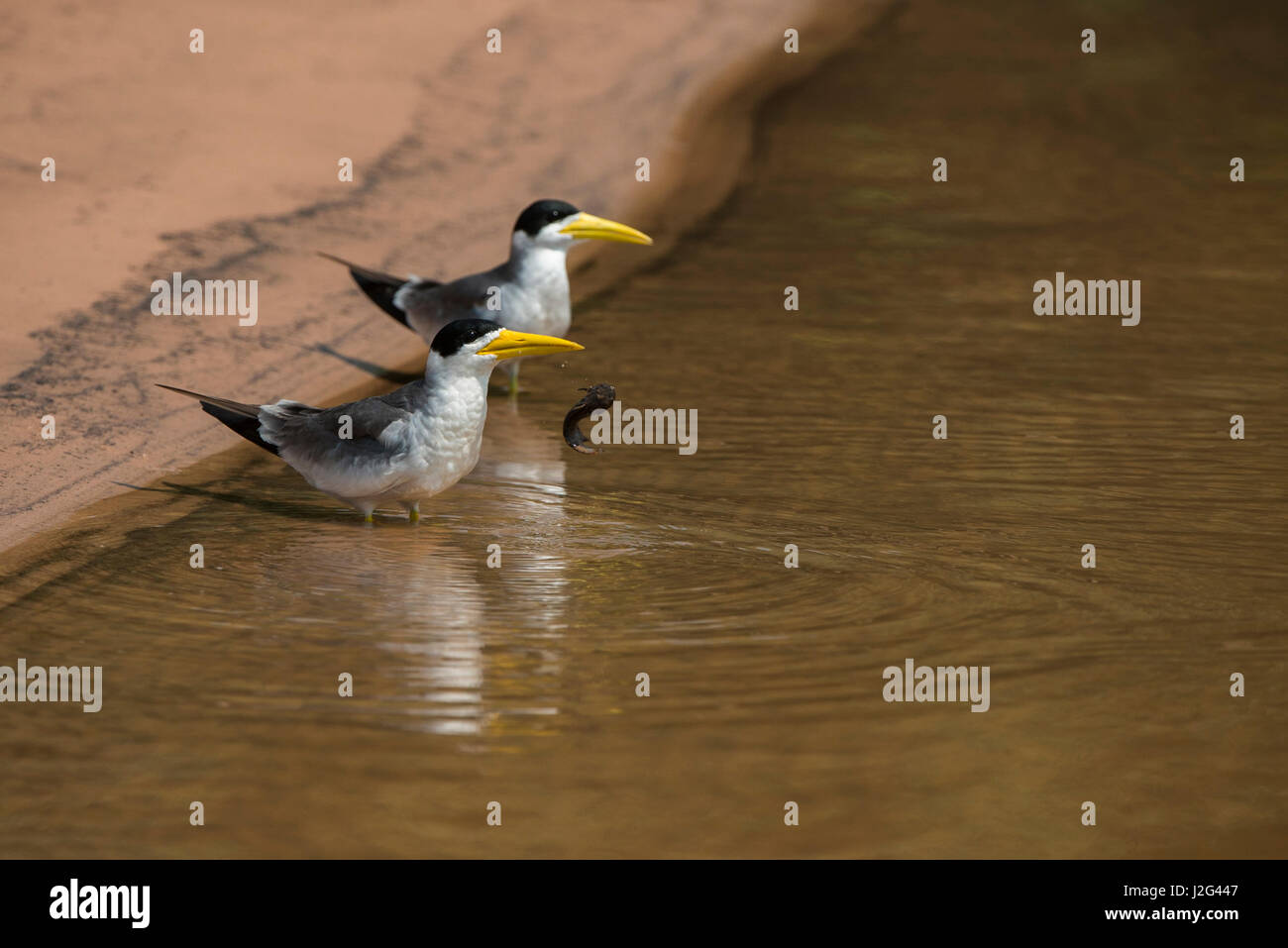 Large-billed Tern (Phaetusa simplex) Northern Pantanal, Mato Grosso ...
