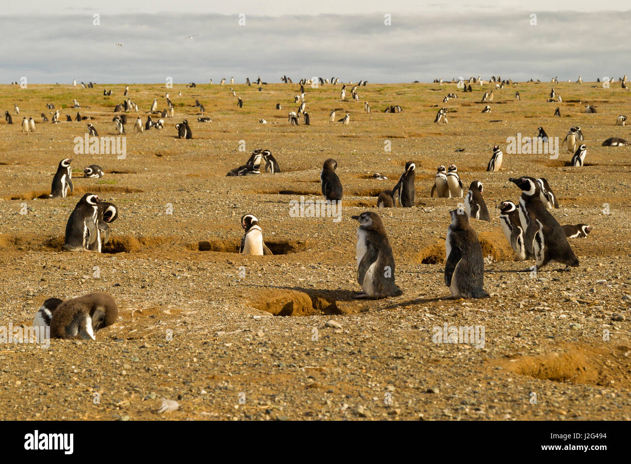 South America, Chile, Patagonia, Isla Magdalena. Field of Magellanic ...