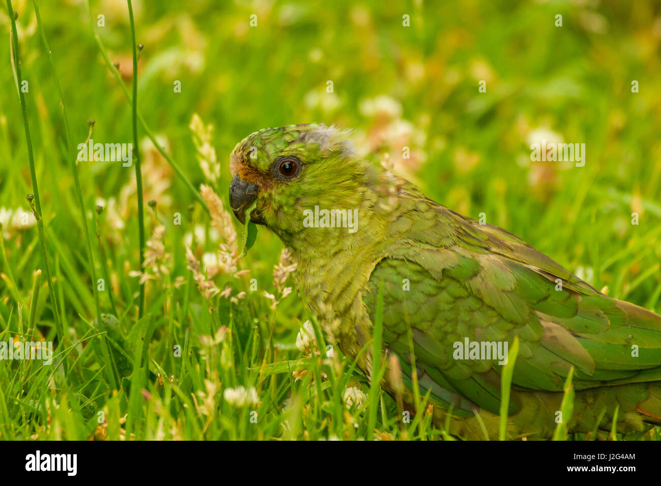South America, Chile, Patagonia, Torres del Paine National Park ...