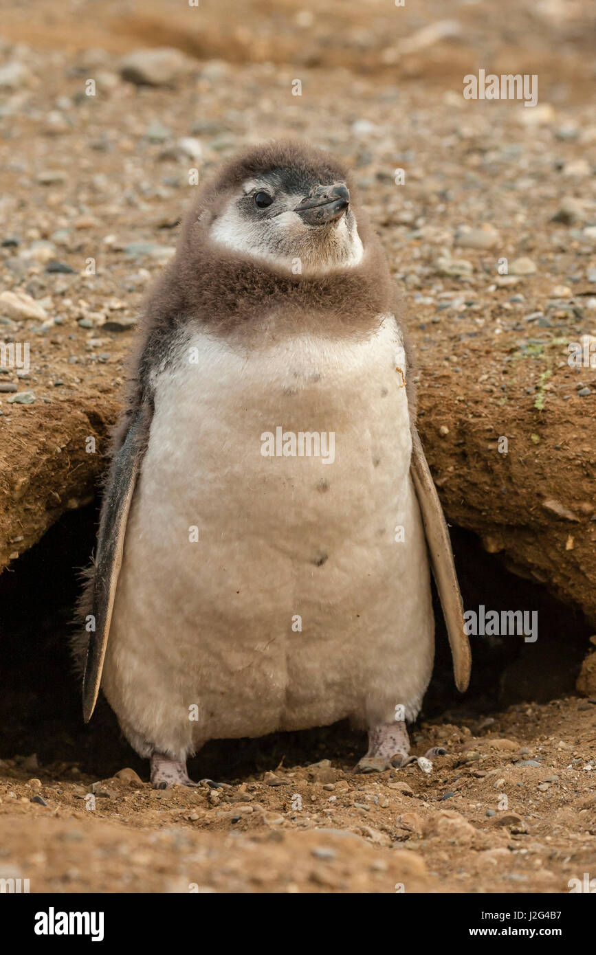 South America, Chile, Patagonia, Isla Magdalena. Magellanic penguin ...