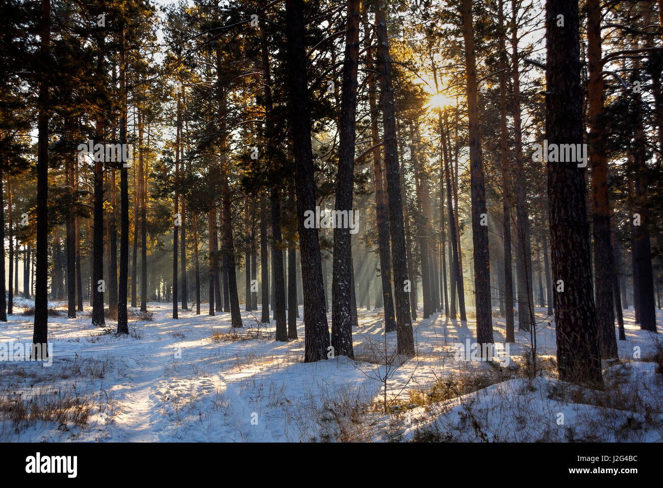 Sun rays in winter forest. Frosty winter landscape in snowy forest ...