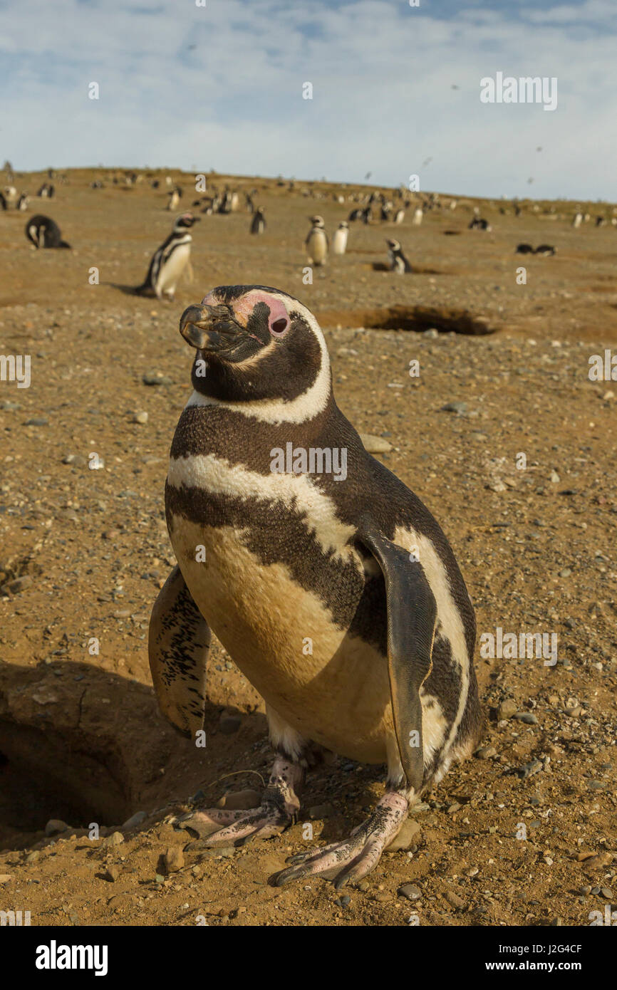 South America, Chile, Patagonia, Isla Magdalena. Close-up of Magellanic ...