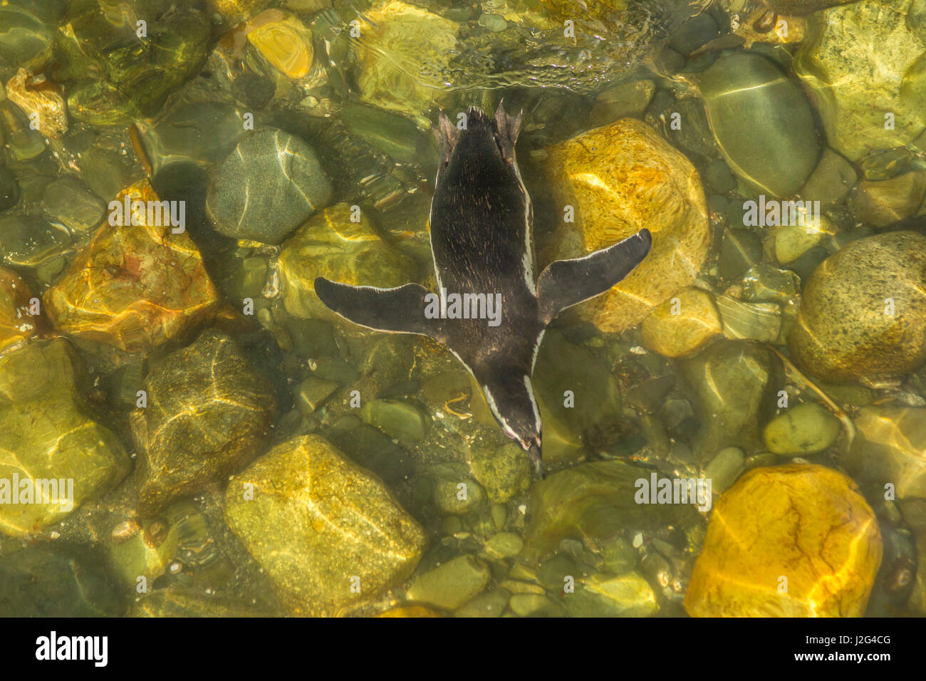 South America, Chile, Patagonia, Isla Magdalena. Magellanic penguin in ...
