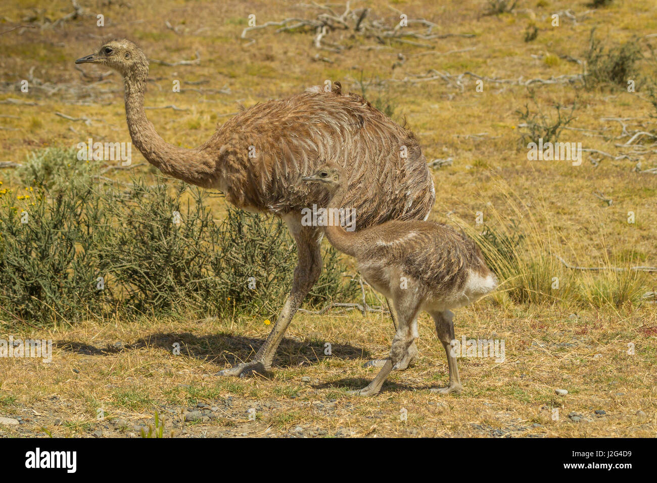 South America, Chile, Patagonia, Torres del Paine National Park. Lesser ...
