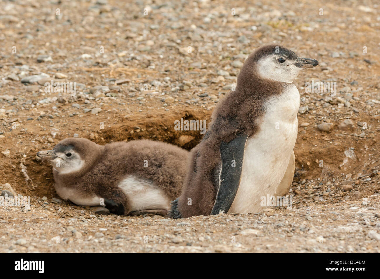 South America, Chile, Patagonia, Isla Magdalena. Magellanic penguin ...