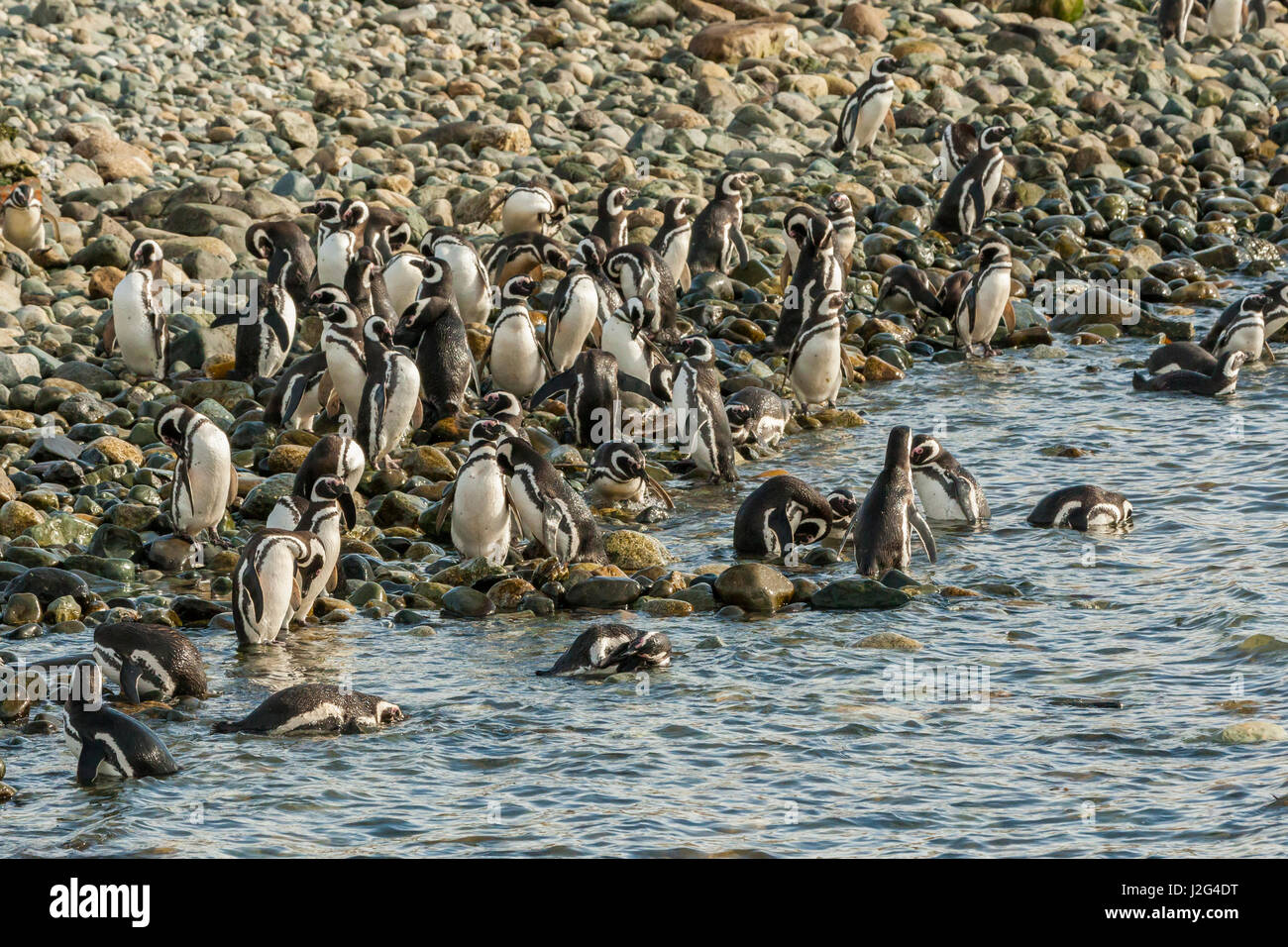 South America, Chile, Patagonia, Isla Magdalena. Magellanic penguins at ...