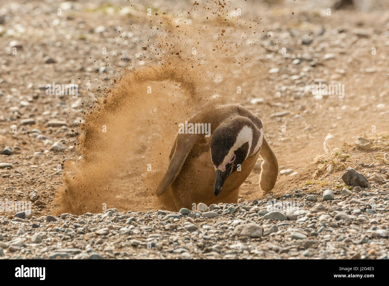 South America, Chile, Patagonia, Isla Magdalena. Magellanic penguin ...