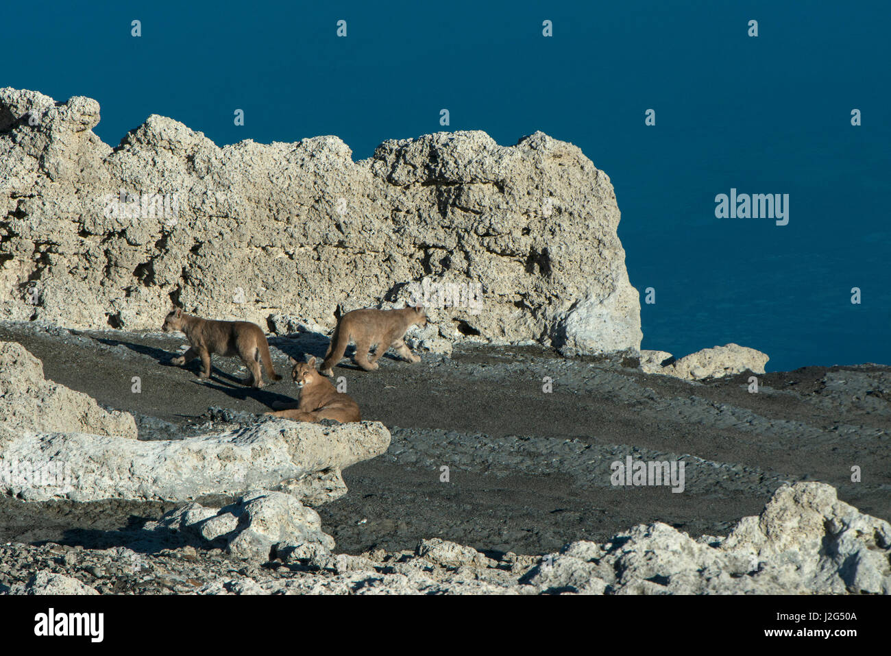 Puma cub and mother hi-res stock photography and images - Alamy