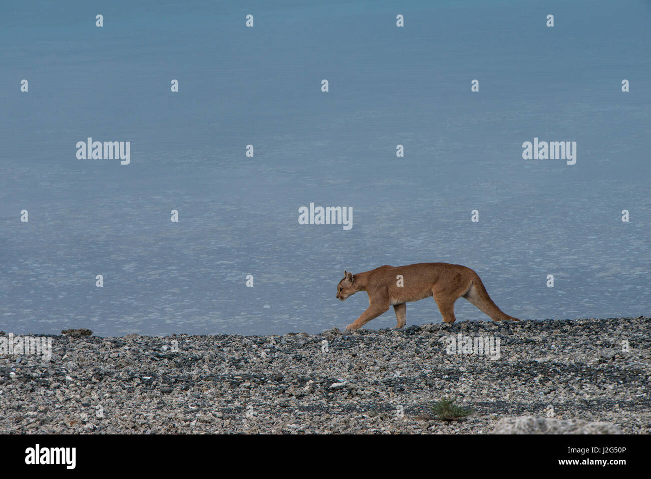 Puma (Felis concolor patagonica) female, Lago Sarmiento, Torres del ...