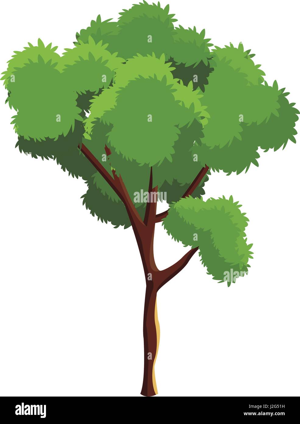 tree foliage trunk branching over white background Stock Vector Image ...