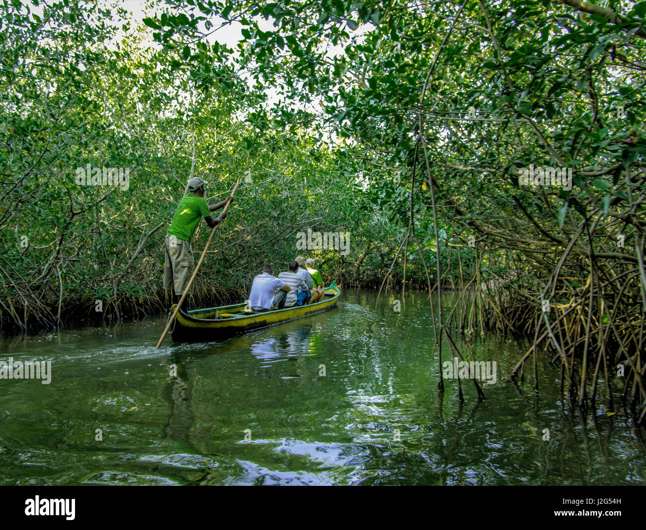 Canoeing through the mangrove, manglare, swamps of La Cienaga de la ...