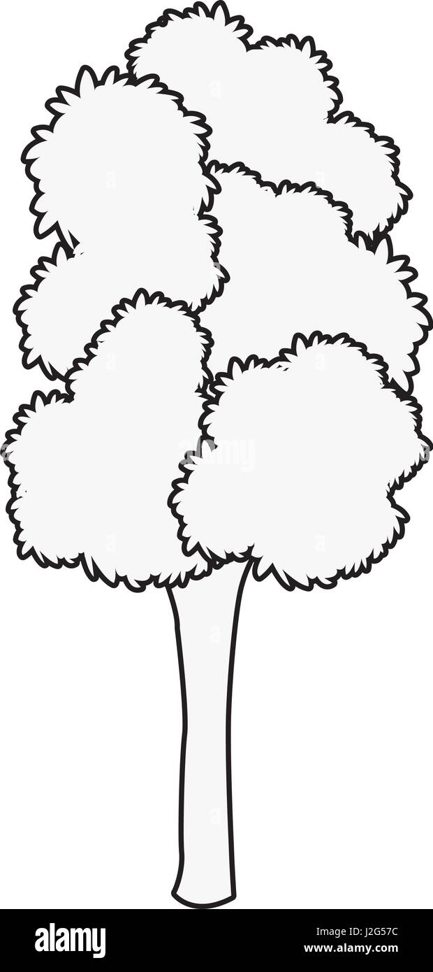 Woody branch tree Stock Vector Images - Alamy
