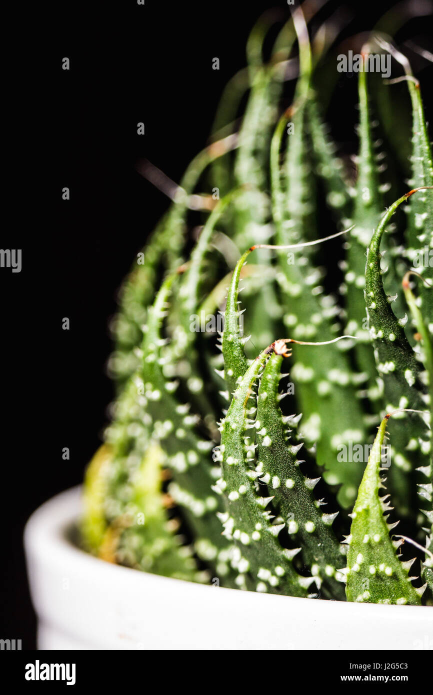 Close up abstract of spiky leaves of a green succulent indoor plant ...