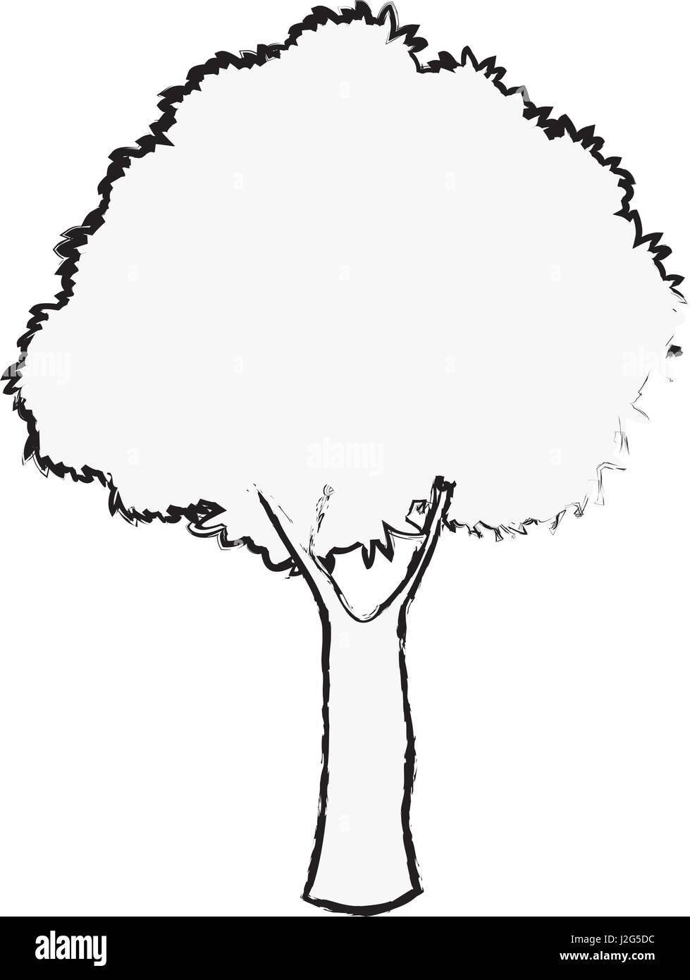 Oak Tree Drawing High Resolution Stock Photography and Images - Alamy