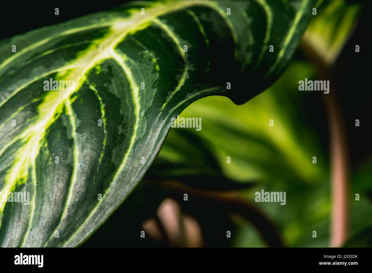 Zoomed in plant hi-res stock photography and images - Alamy