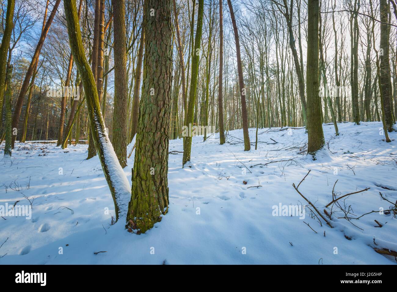 Winter woods in Poland. Landscape with good weather in forest. Polish ...