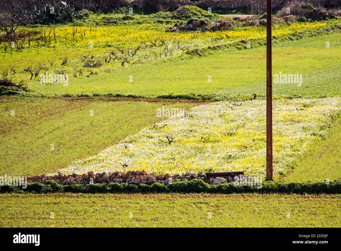 Fields of grass, linear composition, on the outskirts of Mellieha ...