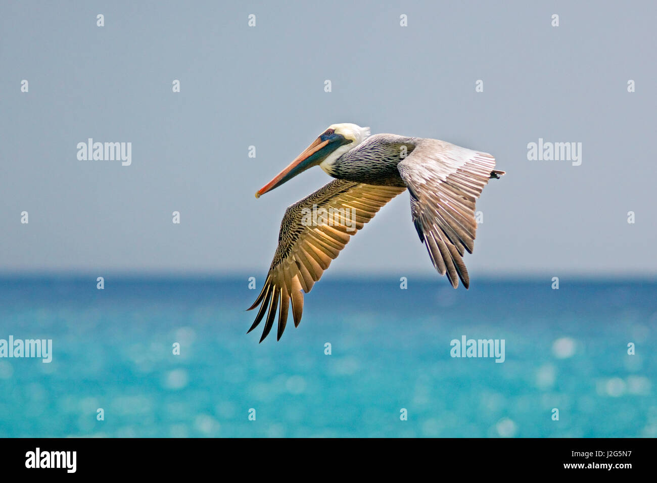 Mexico, Caribbean. Pelecanus occidentalis, male Brown pelican flying ...