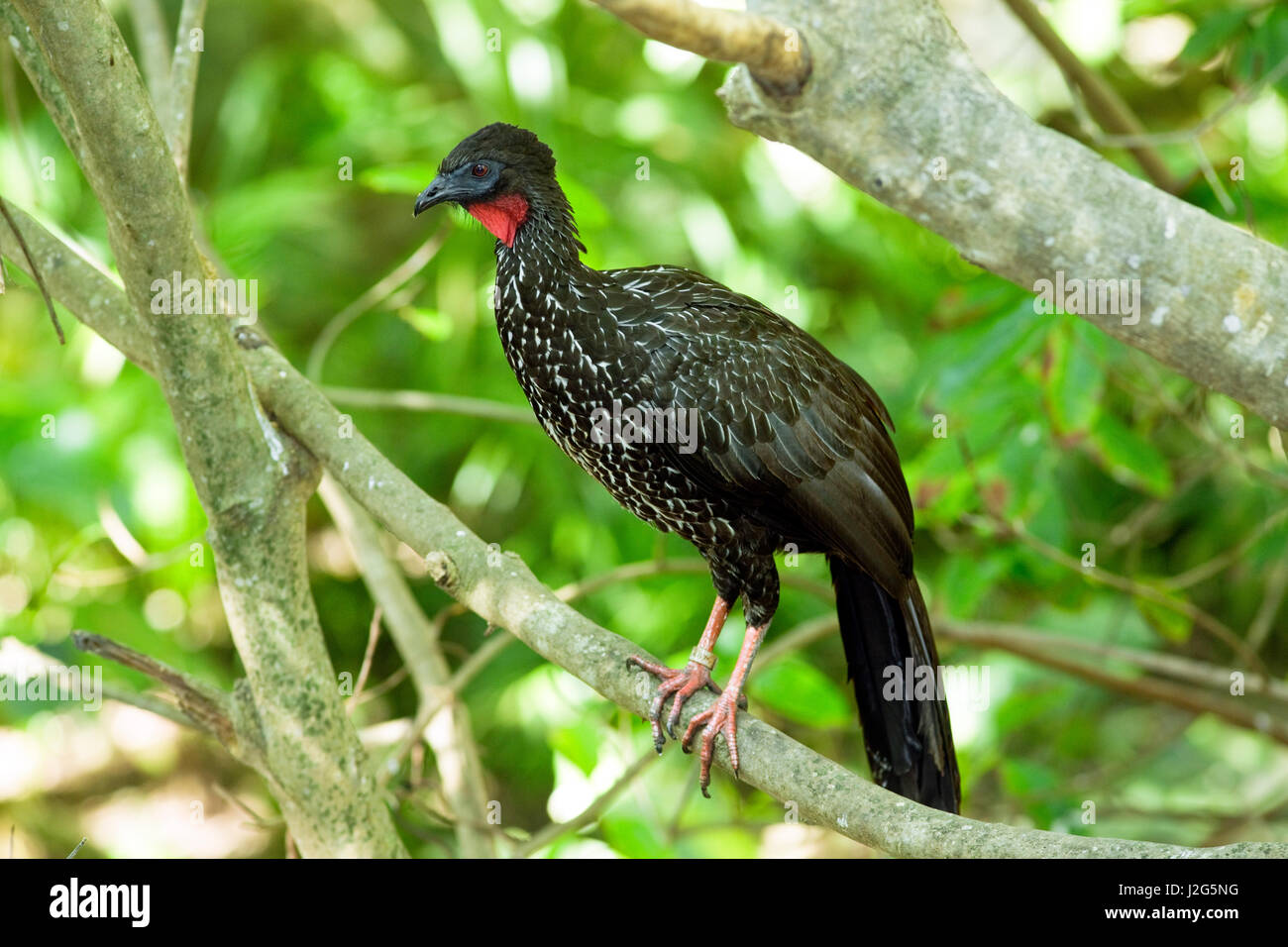 Mexico. Penelope purpurascens, Crested Guan perched in treetop Stock ...