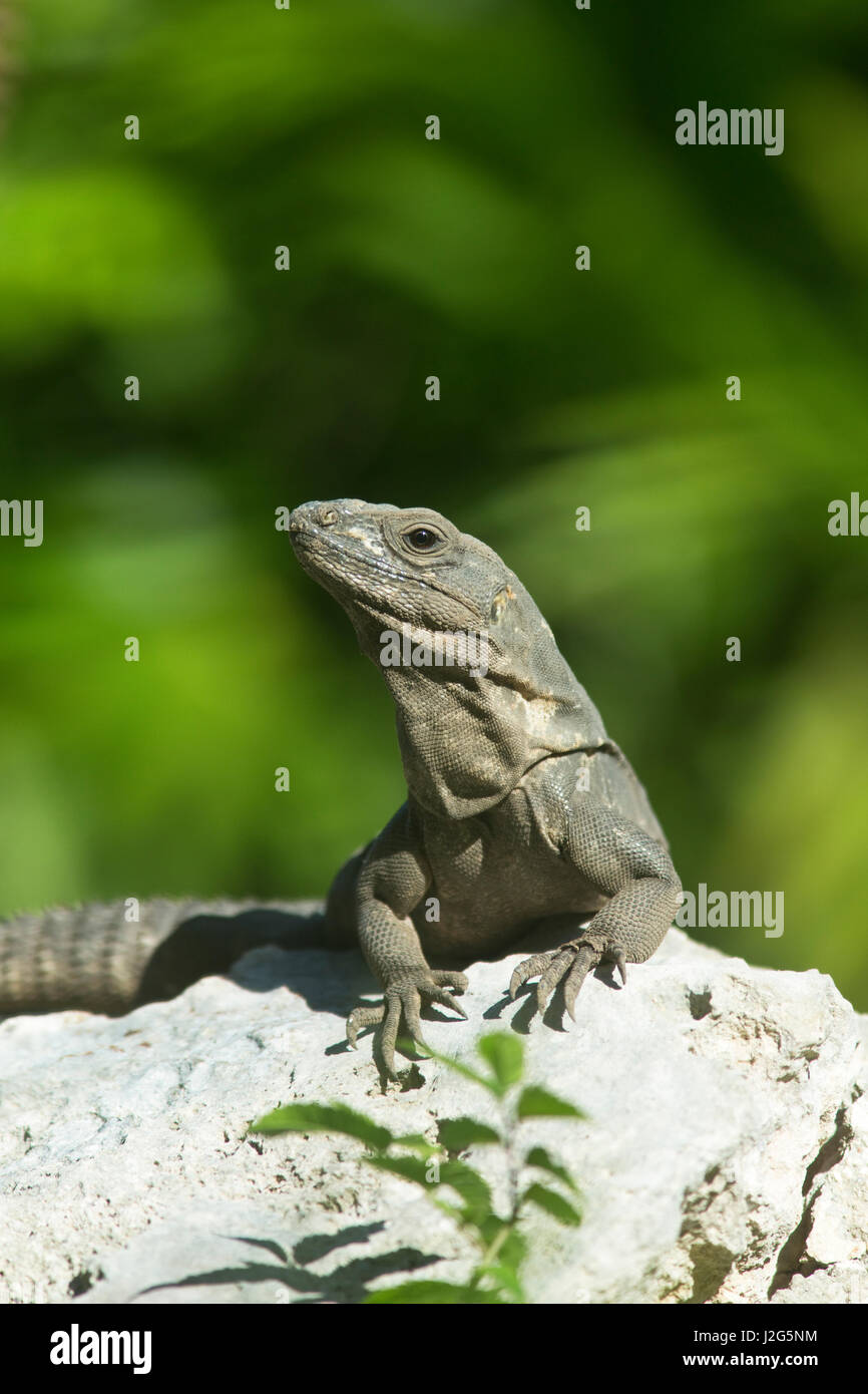 Mexico, Yucatan. Ctenosaura pectinata, Spiny-tailed Iguana, a common ...