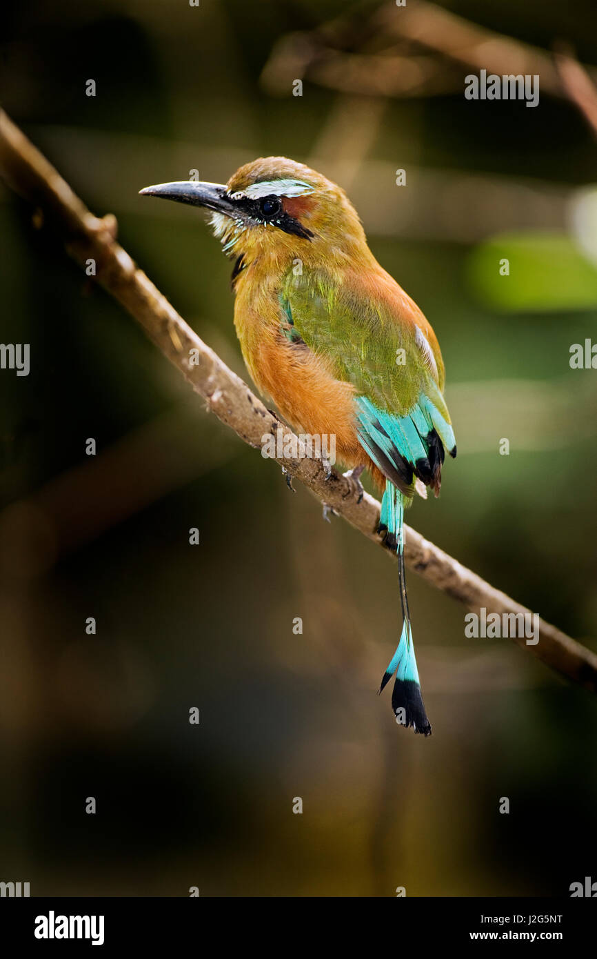 Mexico, Yucatan. Eumomota superciliosa, Turquoise-browed Motmot bird in ...