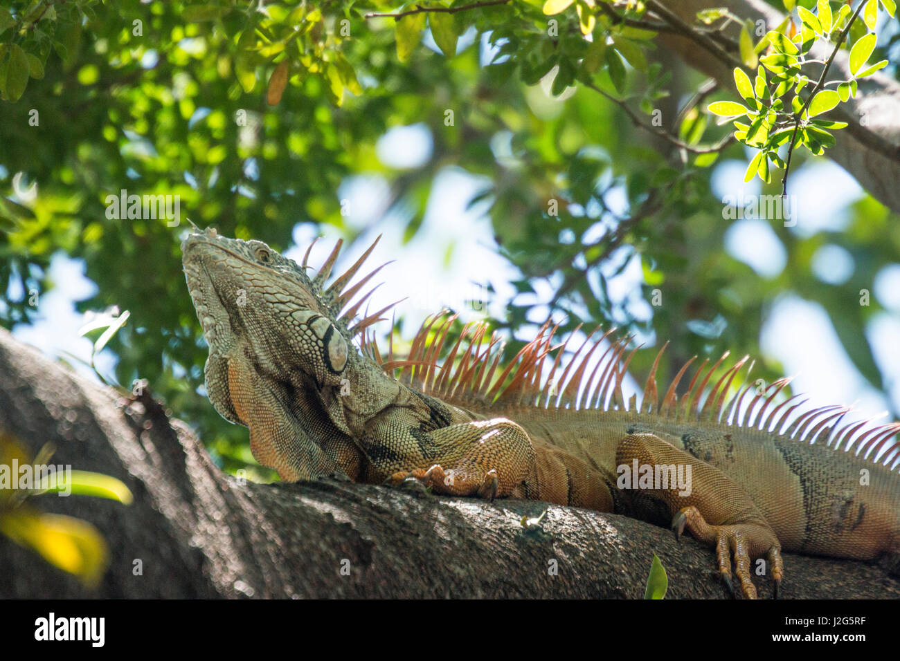 Puerto vallarta iguana tree lizards hi-res stock photography and images ...