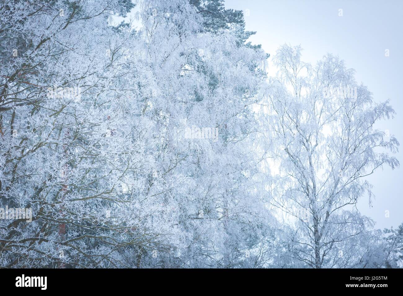 Winter trees with white rime. Natural beautiful background with ...