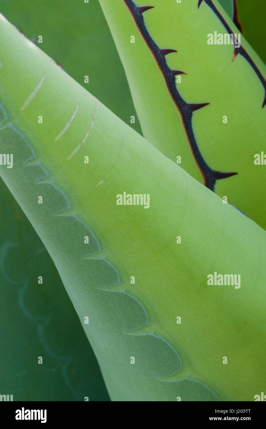 Mexico, Baja California. Agave detail Stock Photo - Alamy