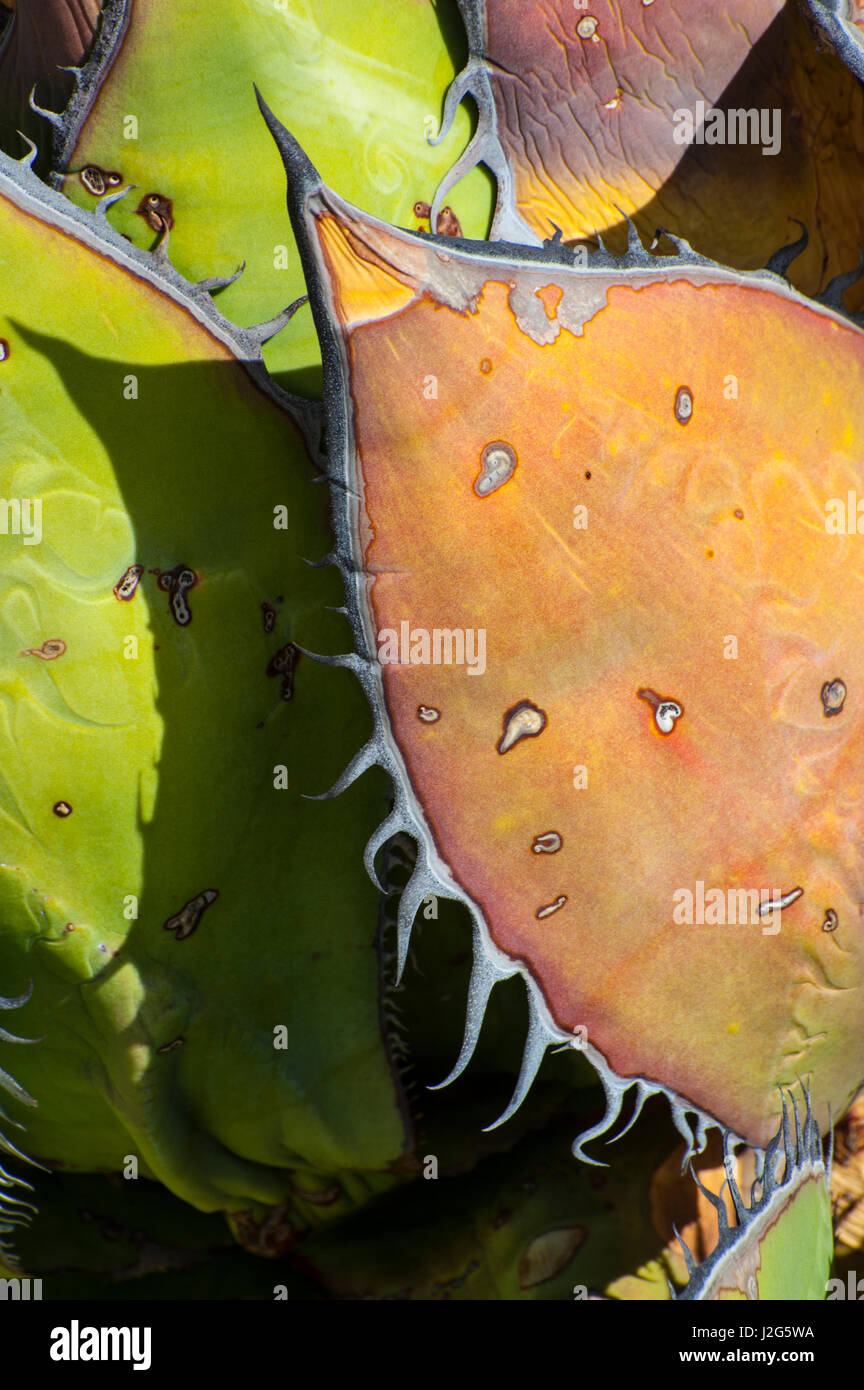 Agave spines and designs hi-res stock photography and images - Alamy
