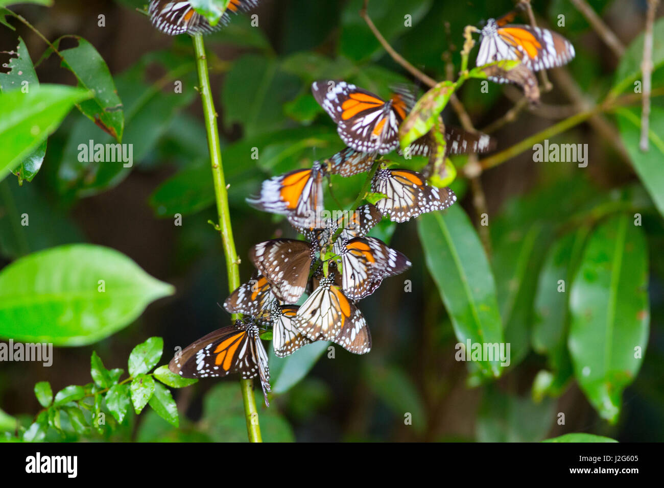 Butterflies on branches hi-res stock photography and images - Alamy