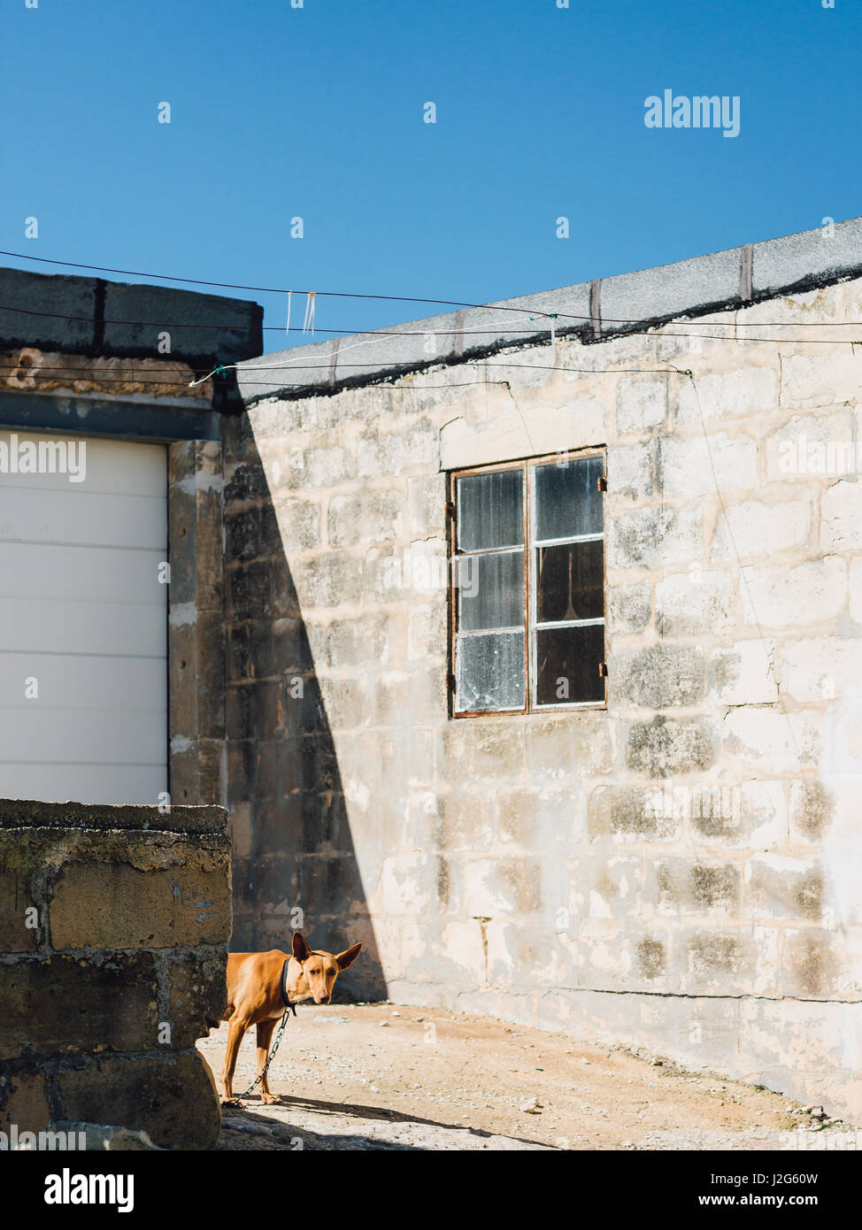 Bahrija, Malta: A timid chained dog (Pharaoh hound) peeks out from ...