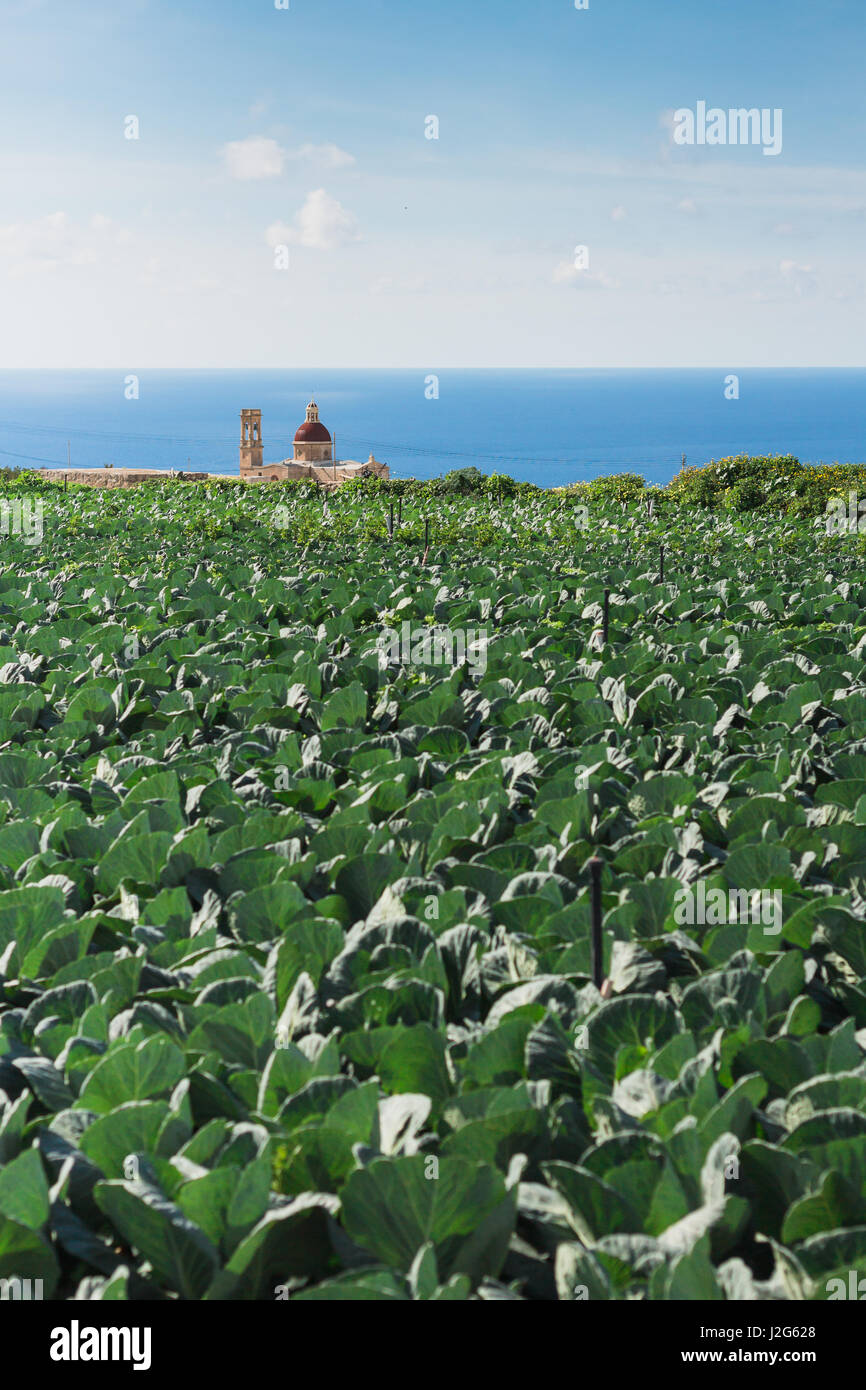 Cabbage fields in bright sunlight on the outskirts of Bahrija and ...