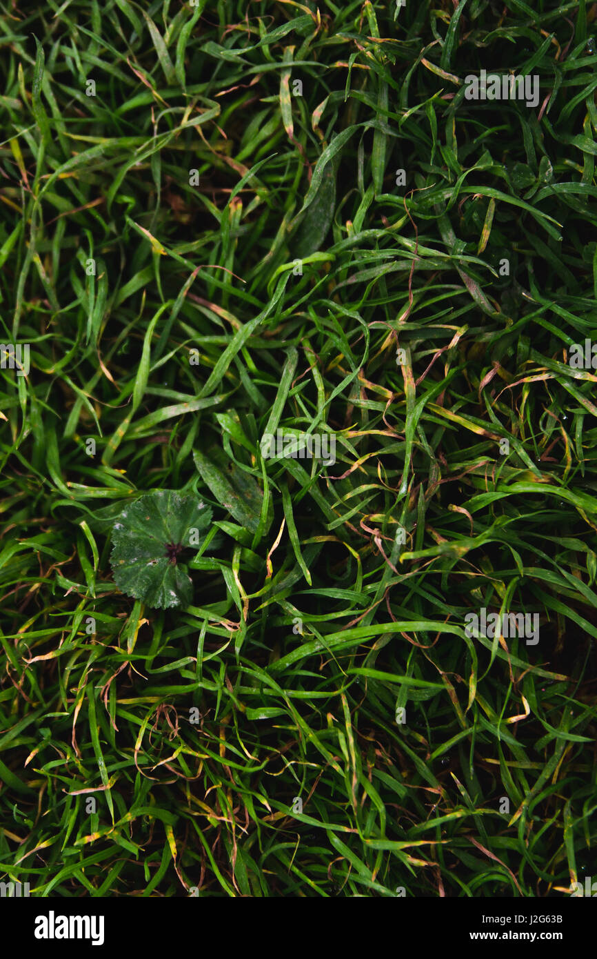 Wild growing green countryside grass. Background, grass texture Stock ...
