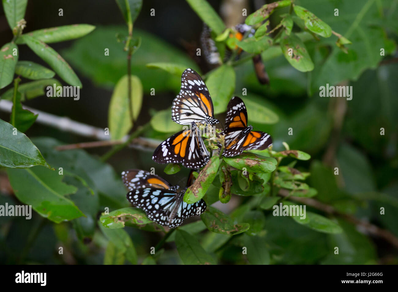 Largest butterfly of the world hi-res stock photography and images - Alamy