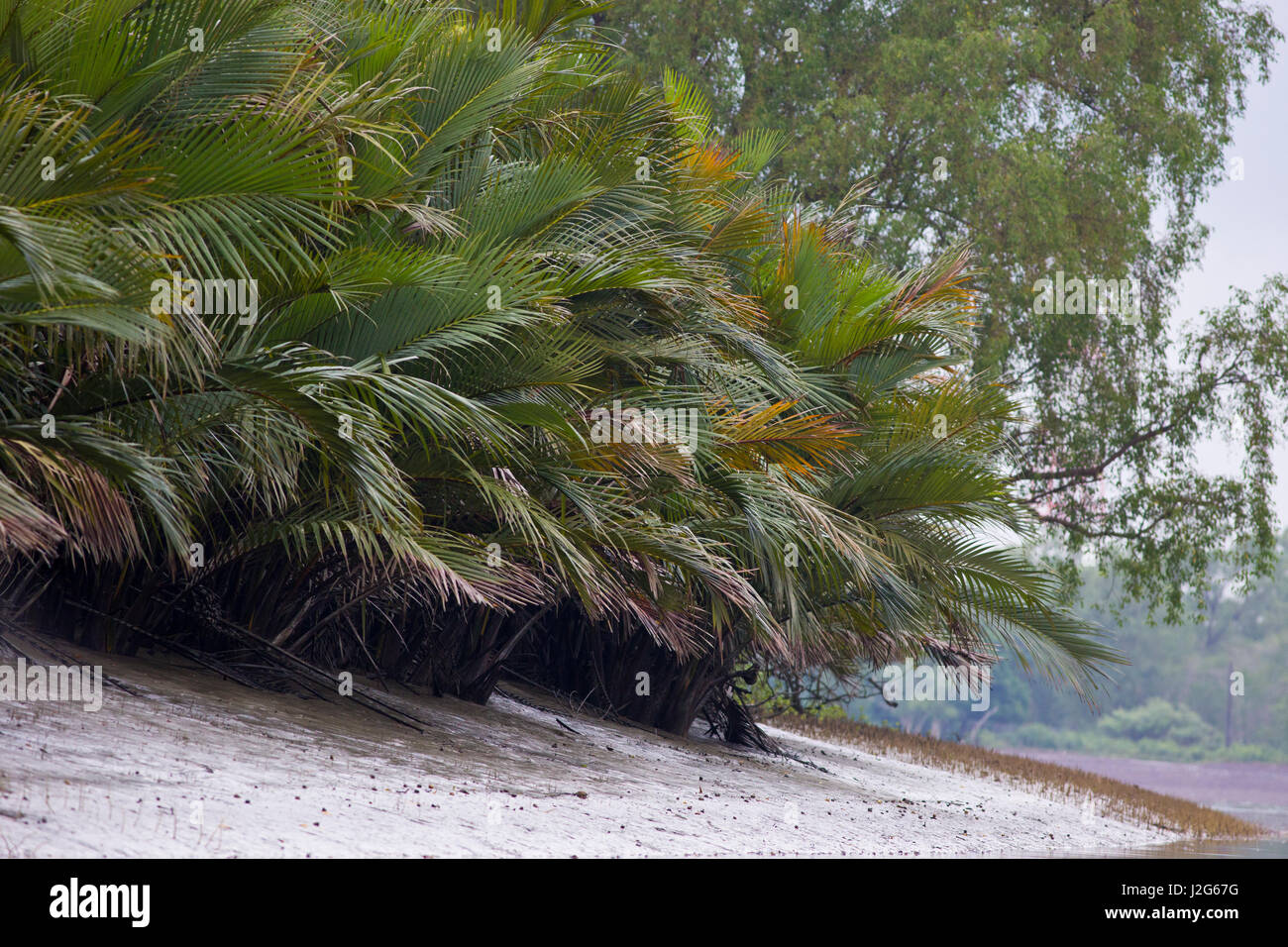 Nipa Palm also known Golpata at the Sundarbans, a UNESCO World Heritage ...