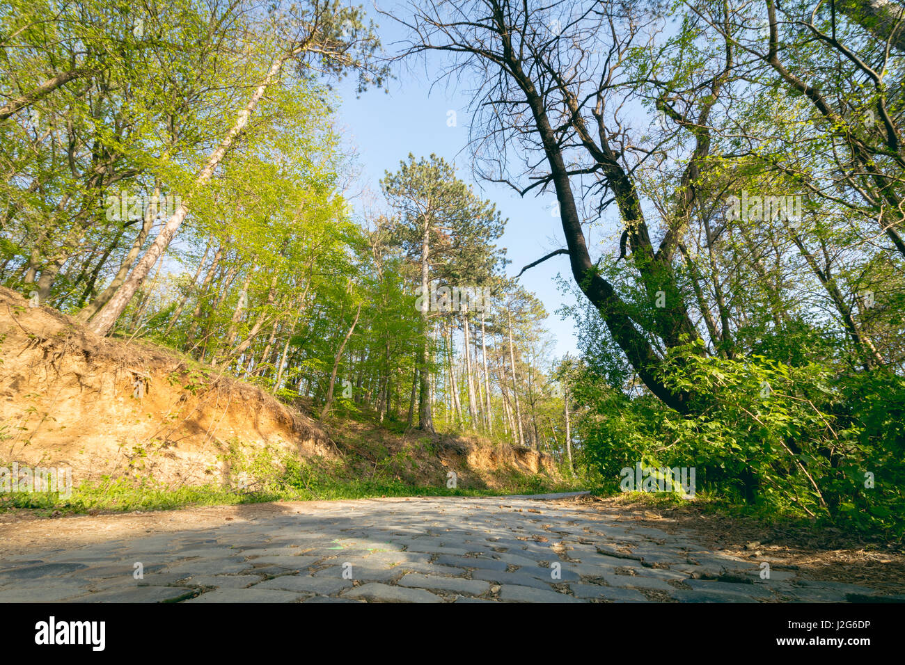 Beech forest warm sunshine hi-res stock photography and images - Alamy
